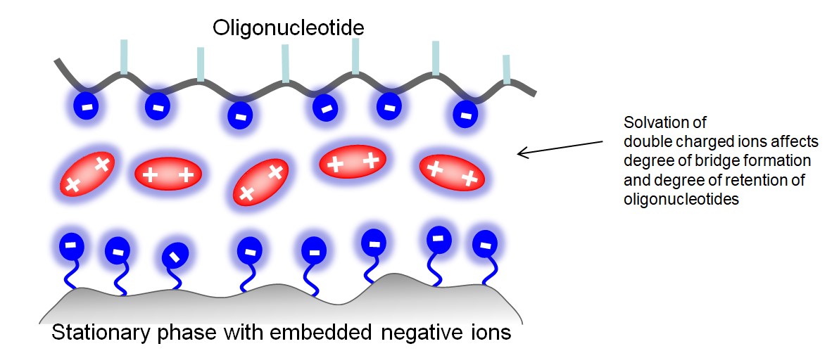 Oligonucleotides | SIELC Technologies